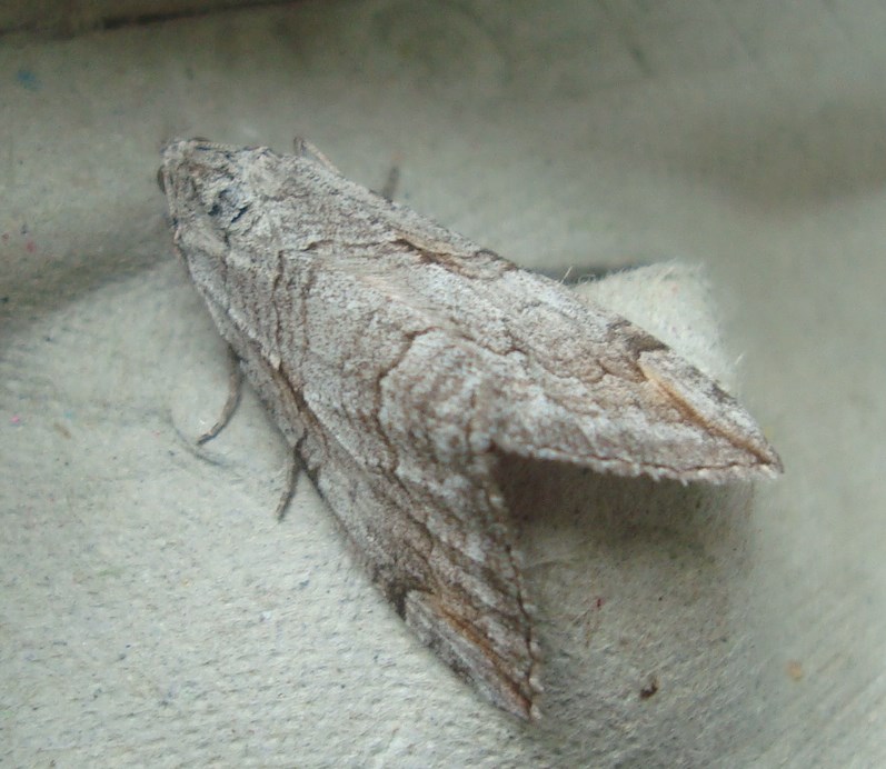 The Garden Moth Challenge: August 2013