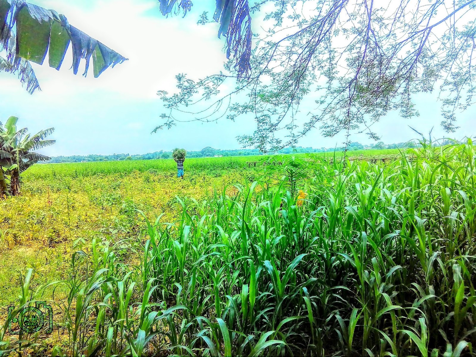 VILLAGE FIELD IMAGES CAPTURED BY MOBILE