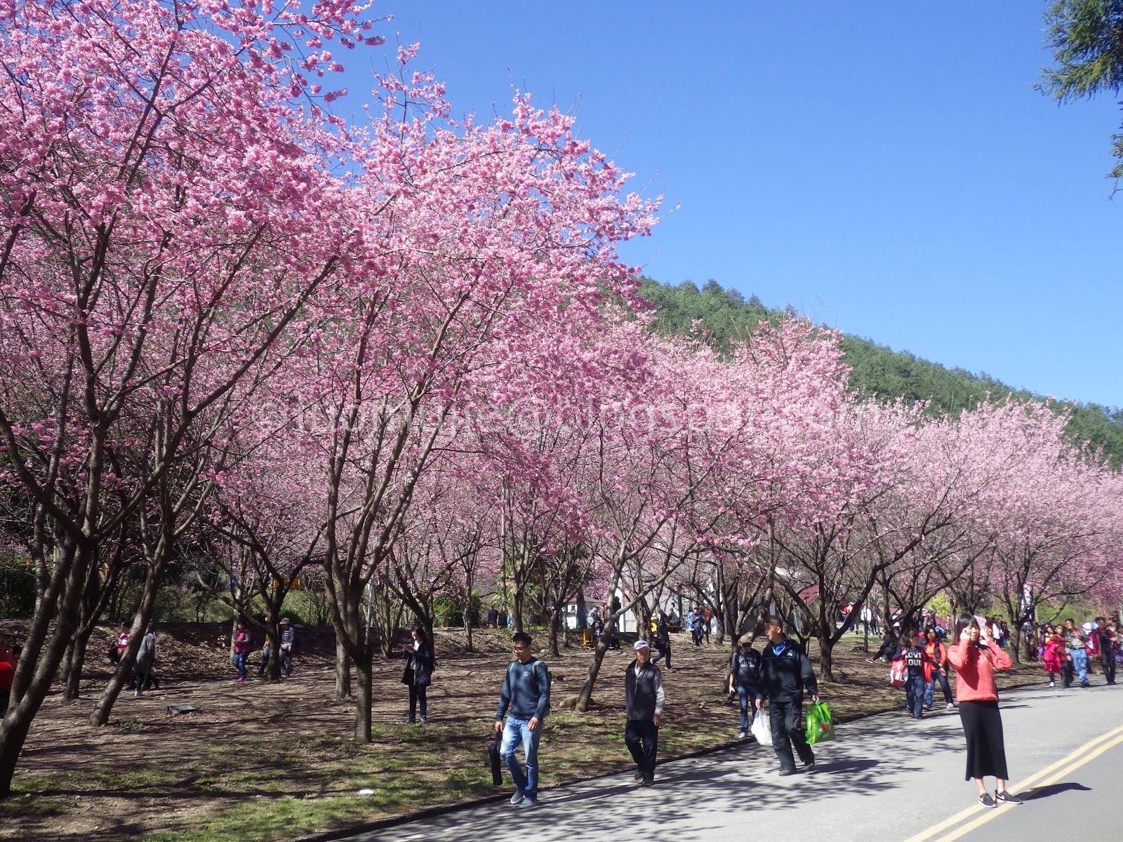 Taiwan Cherry Blossoms 2023 Ultimate Travel Guide: When, Where, How to ...