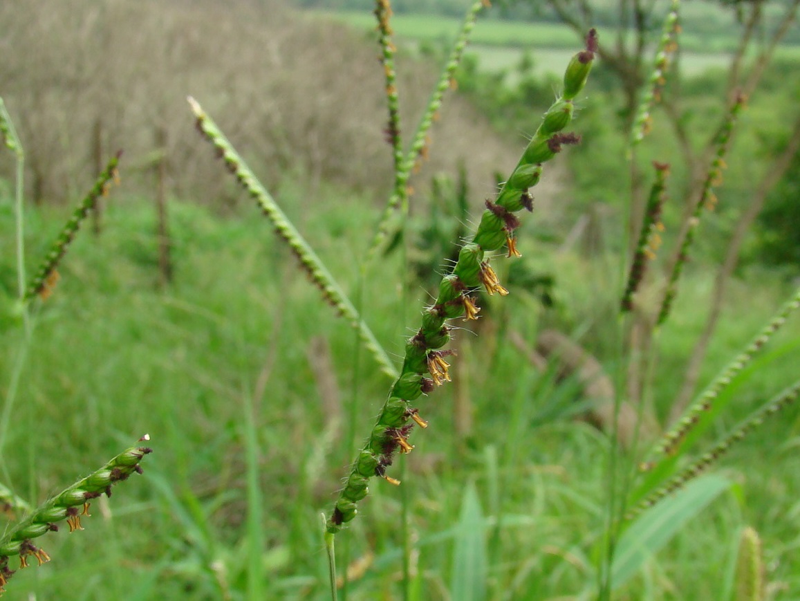 Brachiaria Brizantha