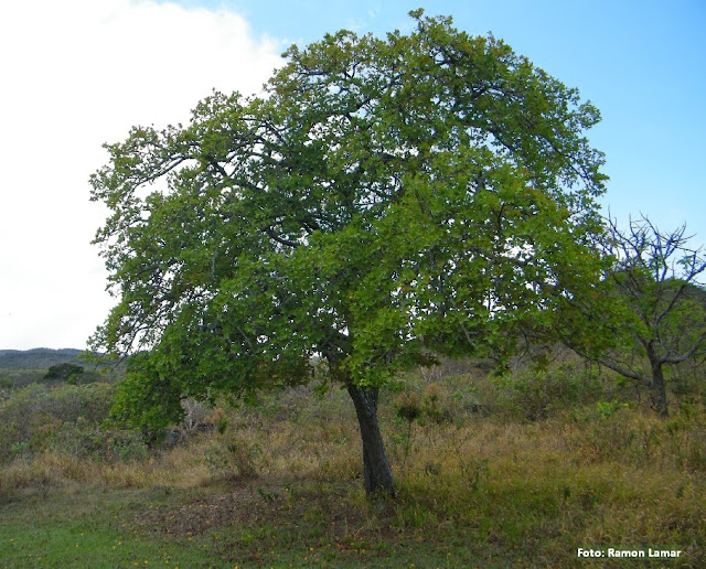 CARPOTECA: Eugenia dysenterica