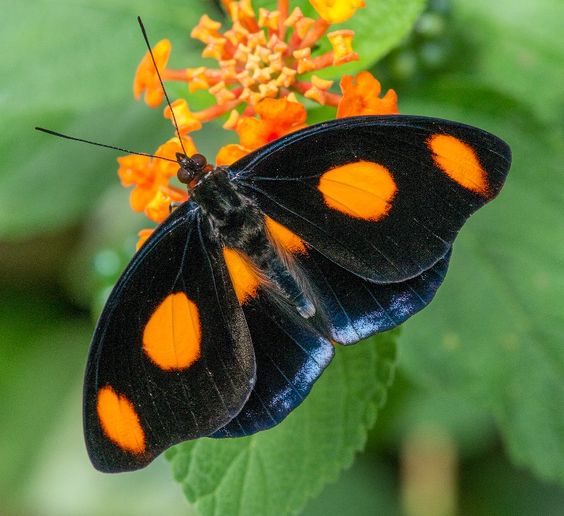 Grecian Shoemaker Butterfly ~ Awesomeness