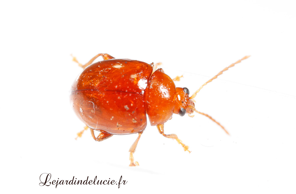 Sphaeroderma rubidum, Altise rouge, une altise bien rondouillarde