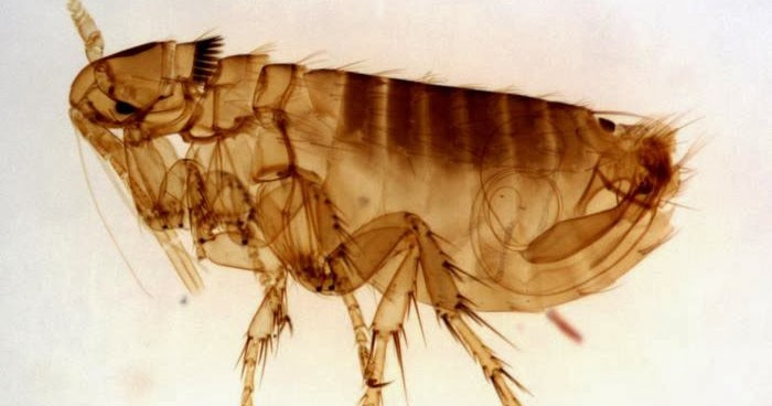 What are Parasites - Parasites Definition for Kids