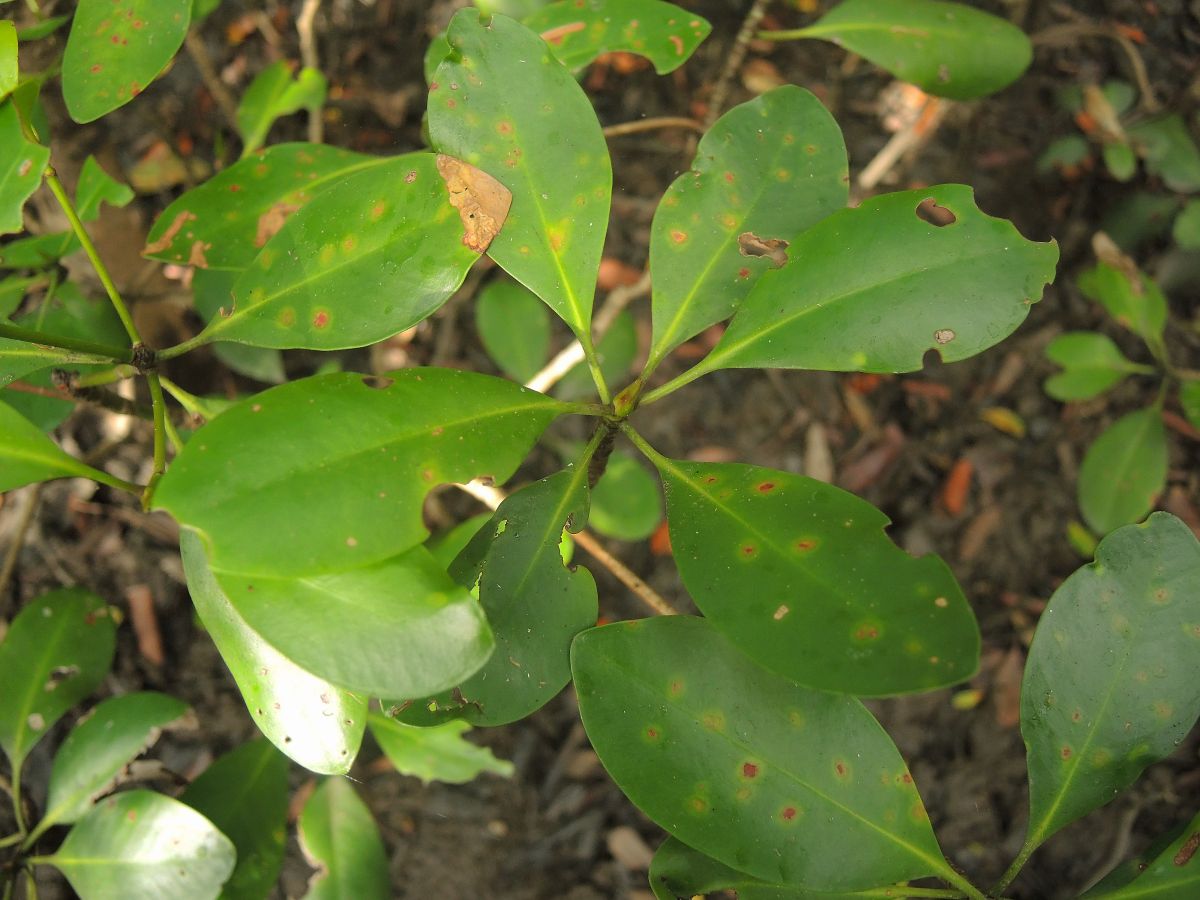 Queensland Coast: Australia's Spurred Mangroves (Ceriops sp.)