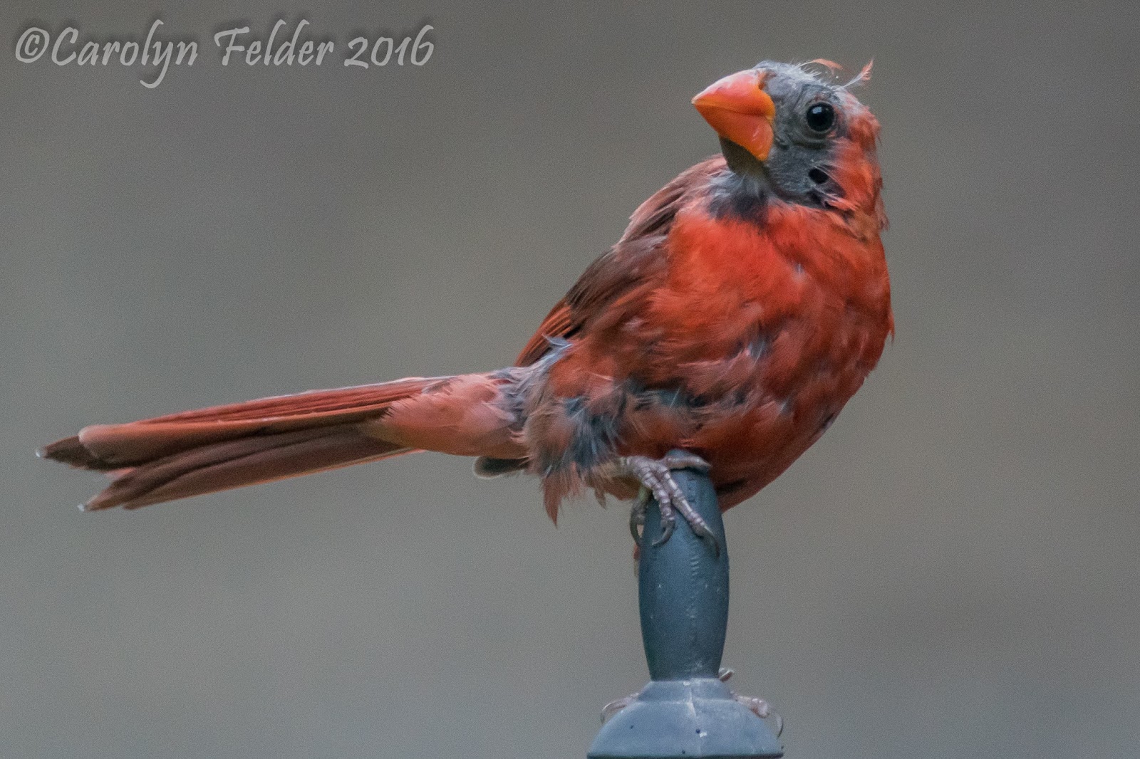 Photo Musings of a Marshwiggle - Welcome to Narnia: Bald Cardinals, Eye ...