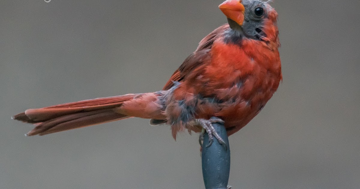 Photo Musings of a Marshwiggle - Welcome to Narnia: Bald Cardinals, Eye ...