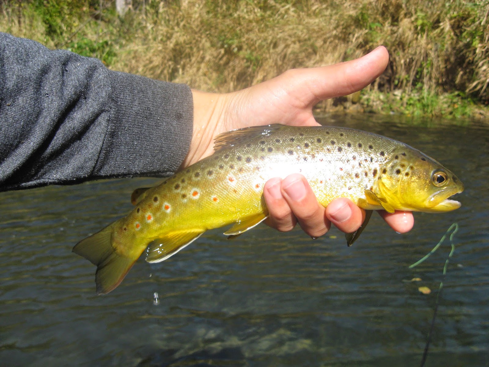 Minnesota Driftless Fly Fishing: Trip Report: The Whitewater River System