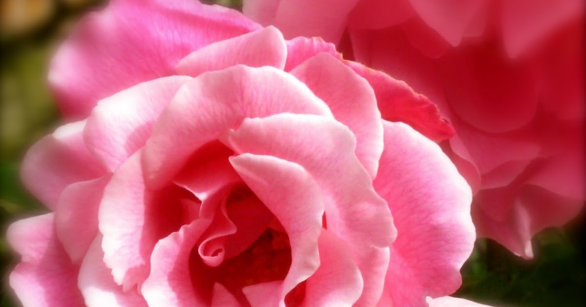 Soaps and Roses: Welcome