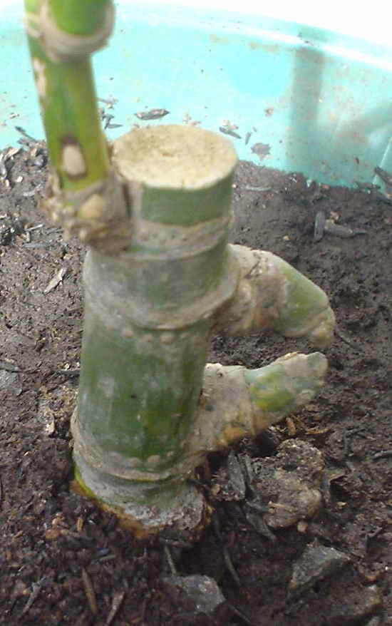 refaza smknita: MENCARI TAHU TENTANG BAMBU UNIK (PRING PETHUK)