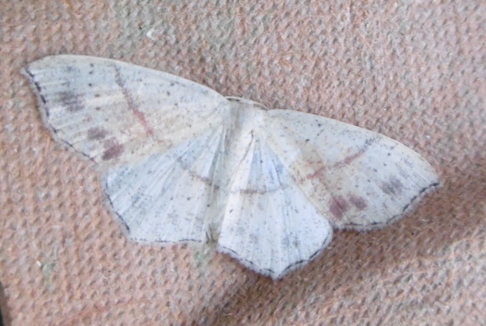 Martin's Moths: Blushing sweetly