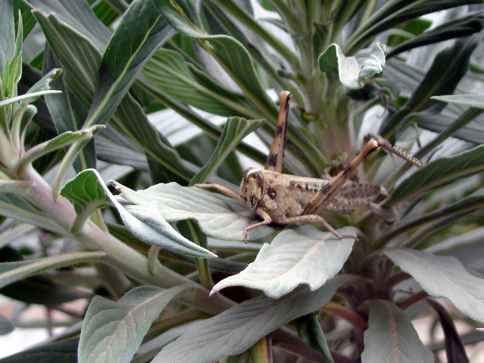 Patience, Grasshopper