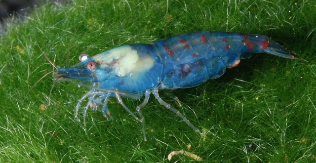 Rincon Escaparate: Tipos de Gambas