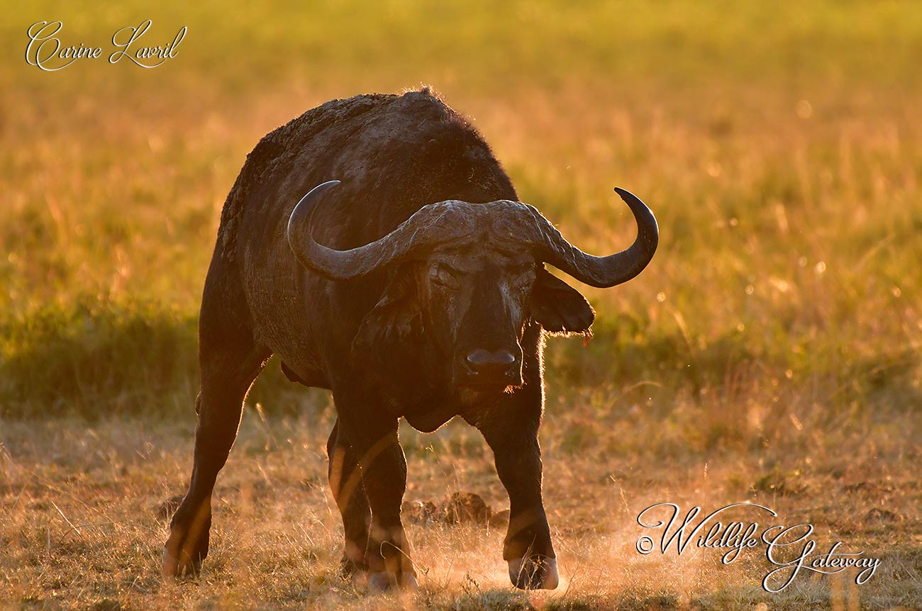 WILDLIFE GATEWAY: Le Buffle d'Afrique