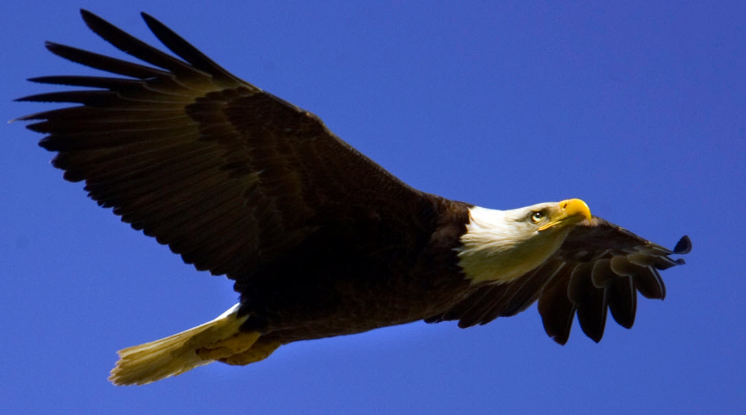 Bald Eagle | The Biggest Animals Kingdom
