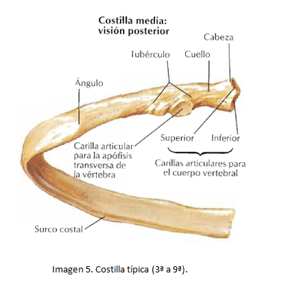 Morfofisiologia I: TÓRAX