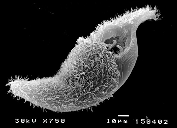 Briciole di Biologia --- Crumbs of Biology di Giovanna Rosati ...