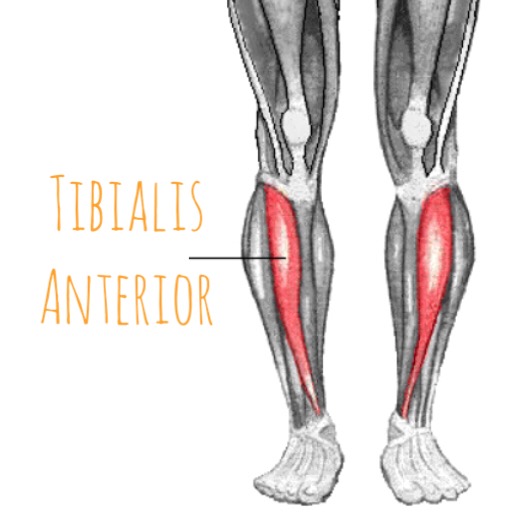 The Hip Joint: Tibialis Anterior - of the anterior lower leg