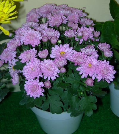 How to Care For Potted Chrysanthemum Plant