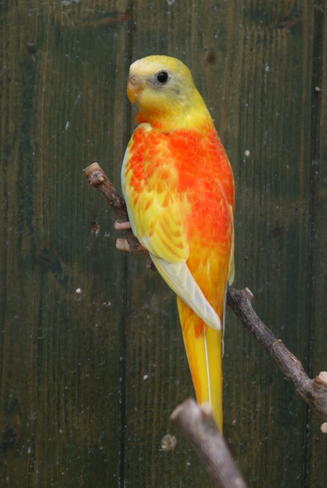 Yellow Opaline Macaw