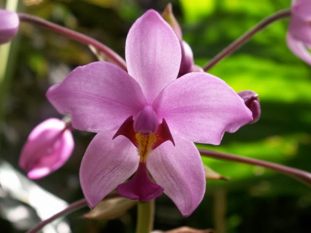 Lisa Mende Design: My Top 5 "Radiant Orchid" Paint Colors- Pantone ...