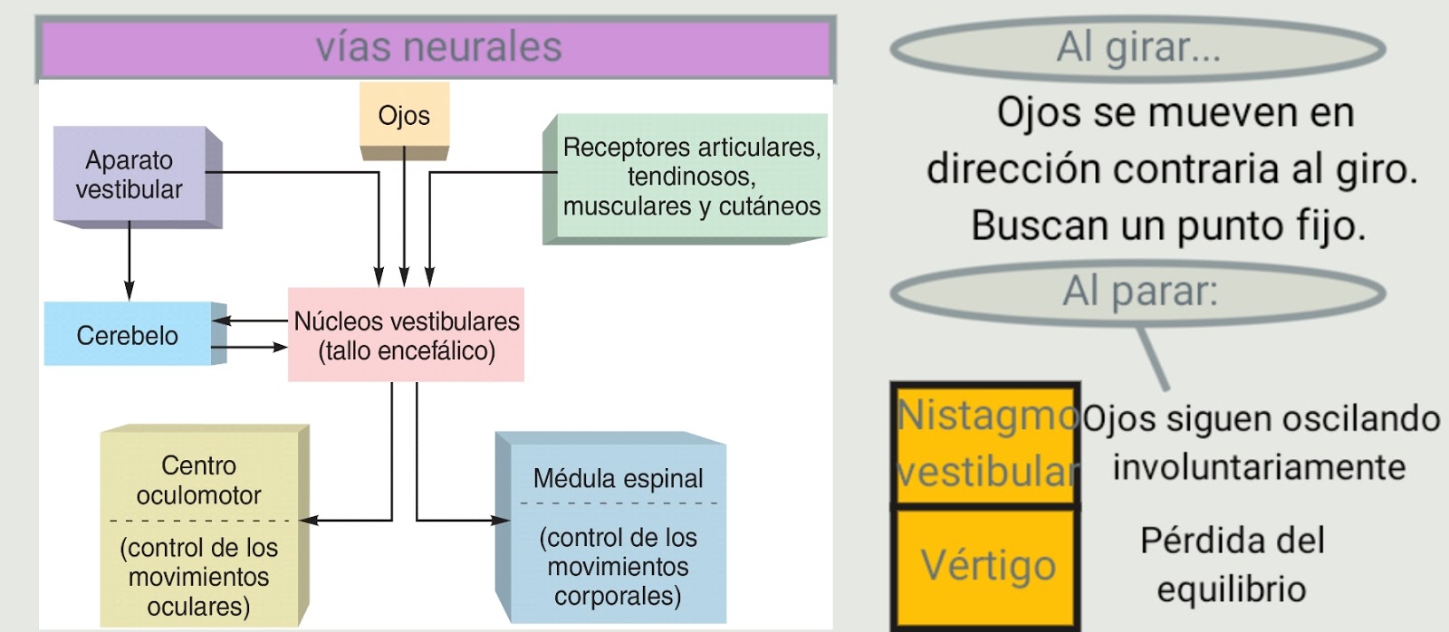 Fisiología: Equilibrio