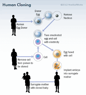 Human Cloning