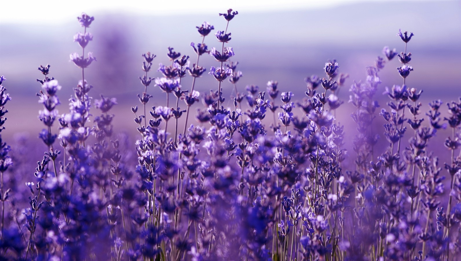 RIZNICA LEKOVITOG BILjA: LAVANDA ZAŠTITNICA LjUDSKE DUŠE I LjUBAVI