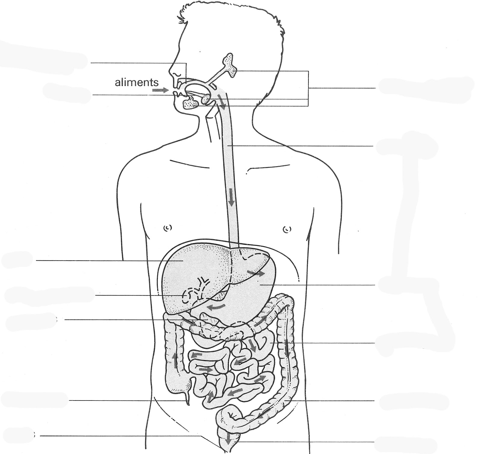 Sciences de la Vie et de la Terre - Huahine: L'appareil digestif