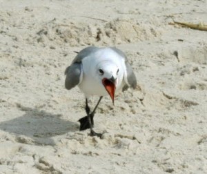 Short Fat Dictator: The Seagull