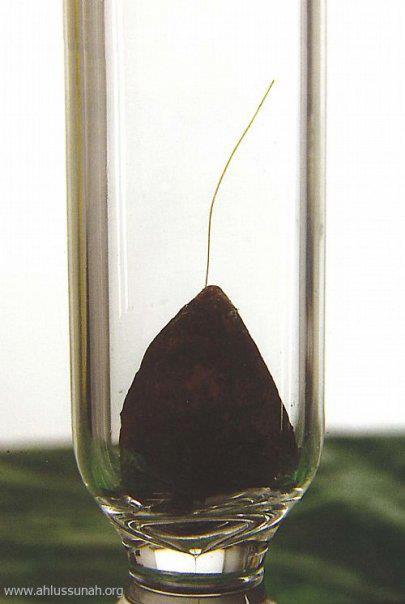 Koleksi Rambut Rasulullah (Bergambar) | Jas-du-it