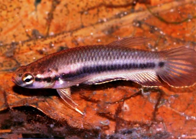 Red Sumatran Fighter - Betta Rubra ~ Nice Betta