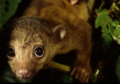 El ojo del buitre: Kinkajou (Potos flavus)