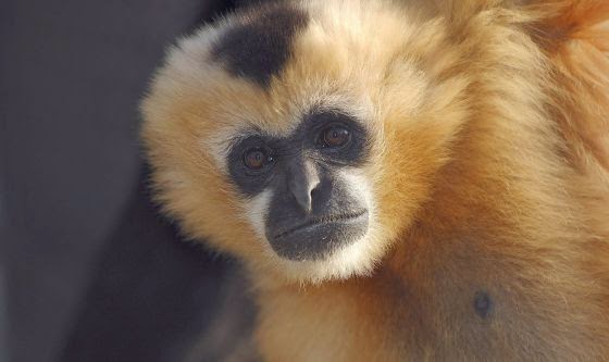 Pharma Jonpi .: El Genoma del Gibón, una nueva herramienta para ...