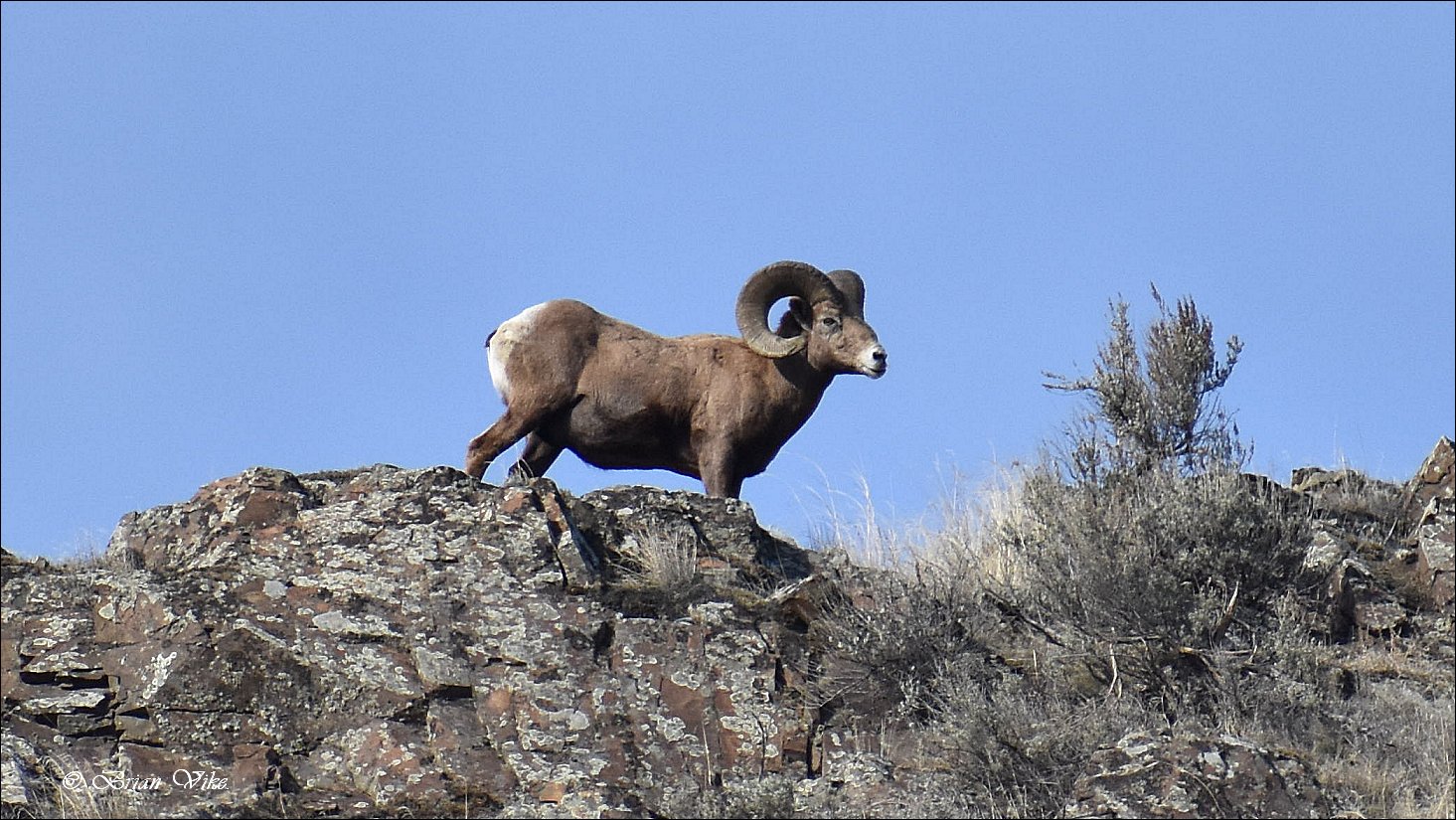 Northern Interior British Columbia: Mountain Sheep Kamloops British ...