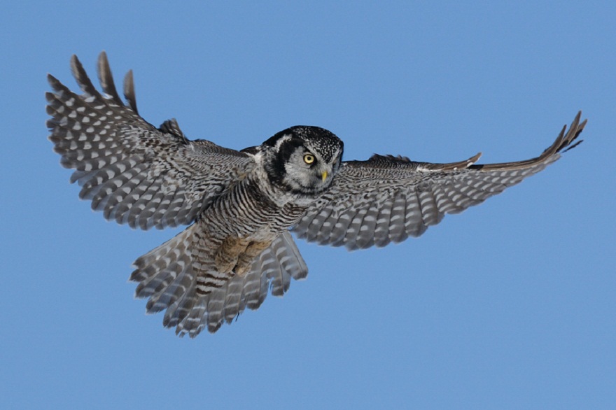 Birds Lover: Northern Hawk Owl