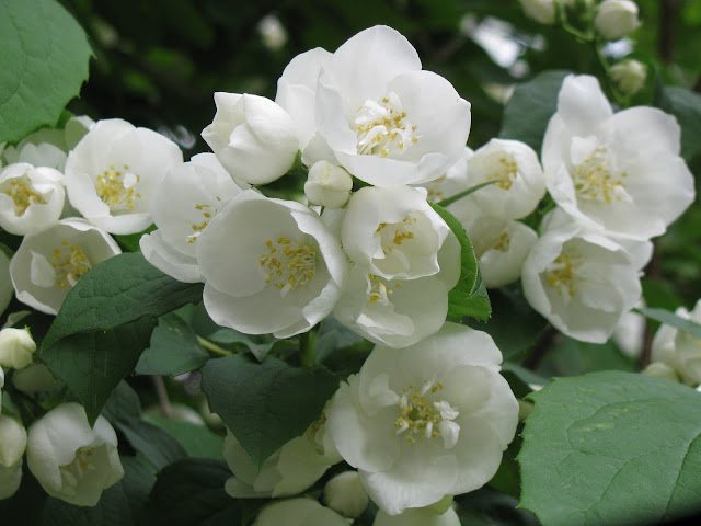 Flora and Fauna - Plants and Critters: October 2012