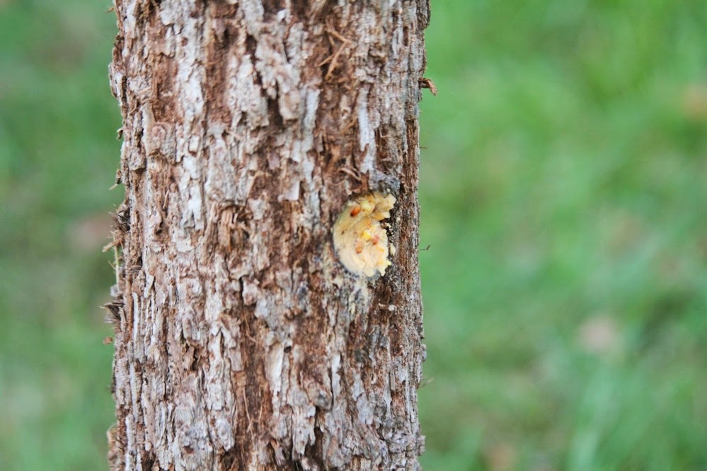 Steve Byland Nature Photography