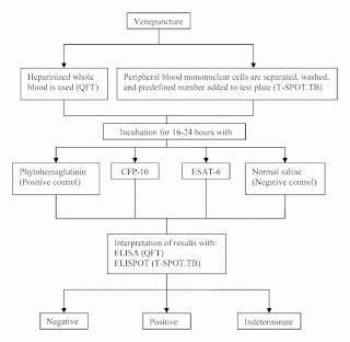Quantiferon Tb Gold Blood Test Positive - Gold Choices