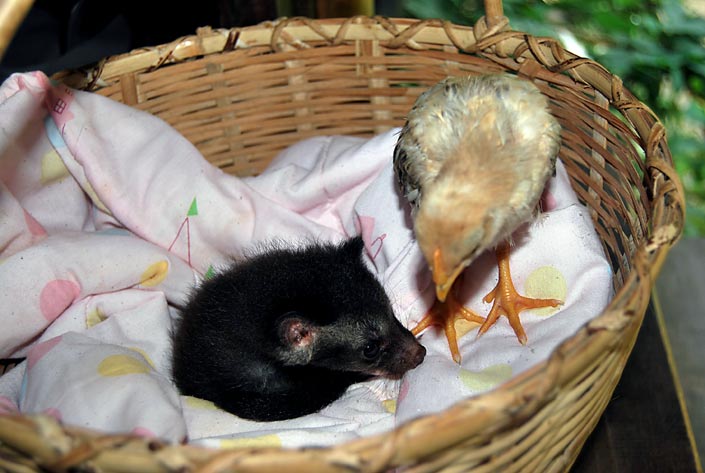Musang or Masked Asian Civet Cat