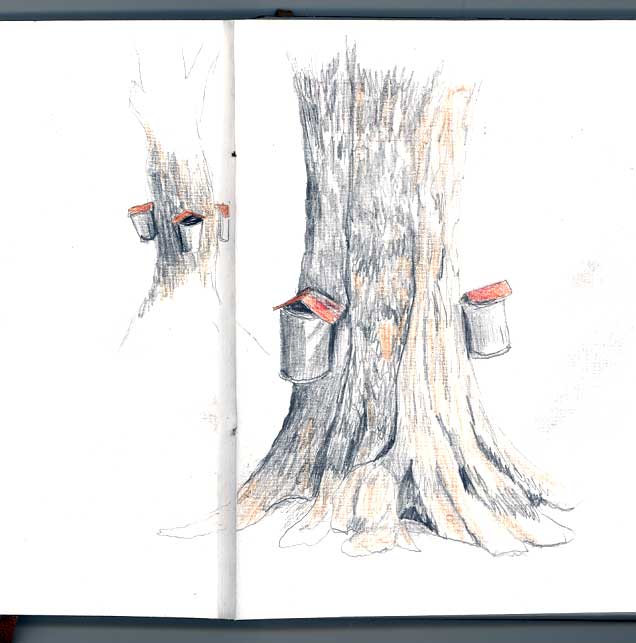 Sketching in Nature: Maple Sugar Trees