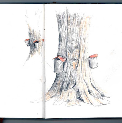 Sketching in Nature: Maple Sugar Trees