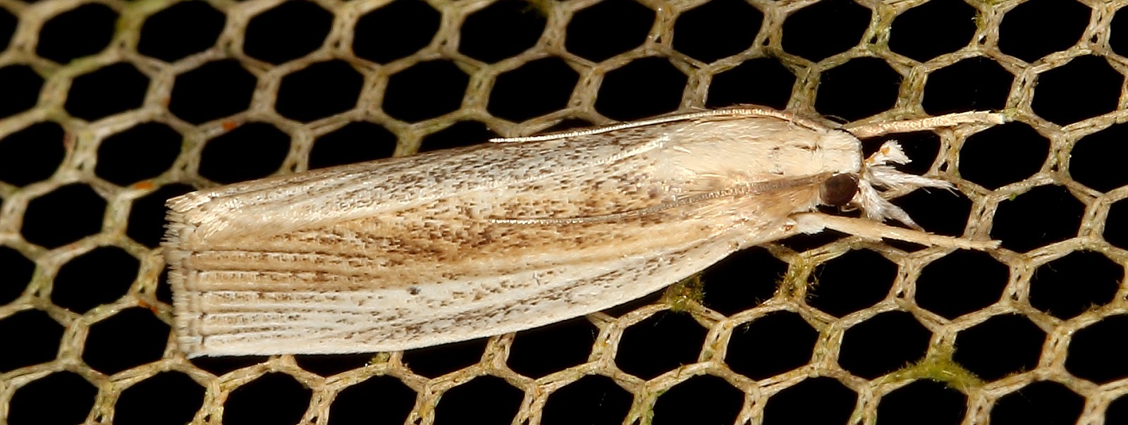 BunyipCo: Spring Moths