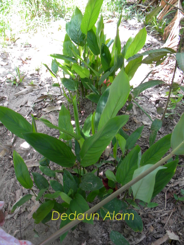 Dedaun Alam: Bemban Bukit