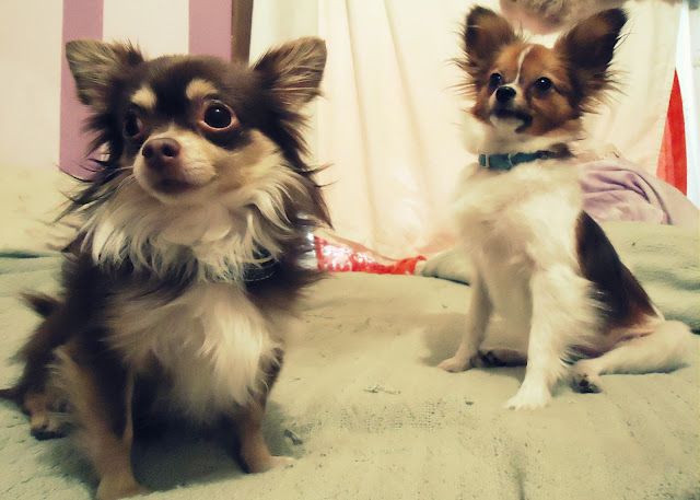 Ruffles In The Front: Chihuahua + Papillon....Chialon or Papihuahua