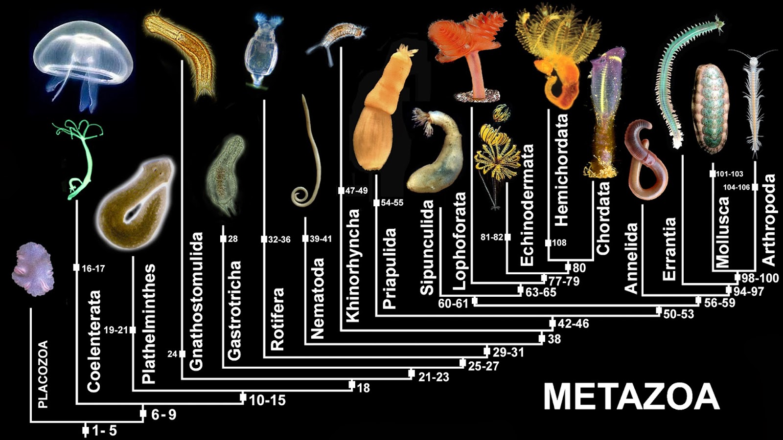 METAZOA EVOLUTION