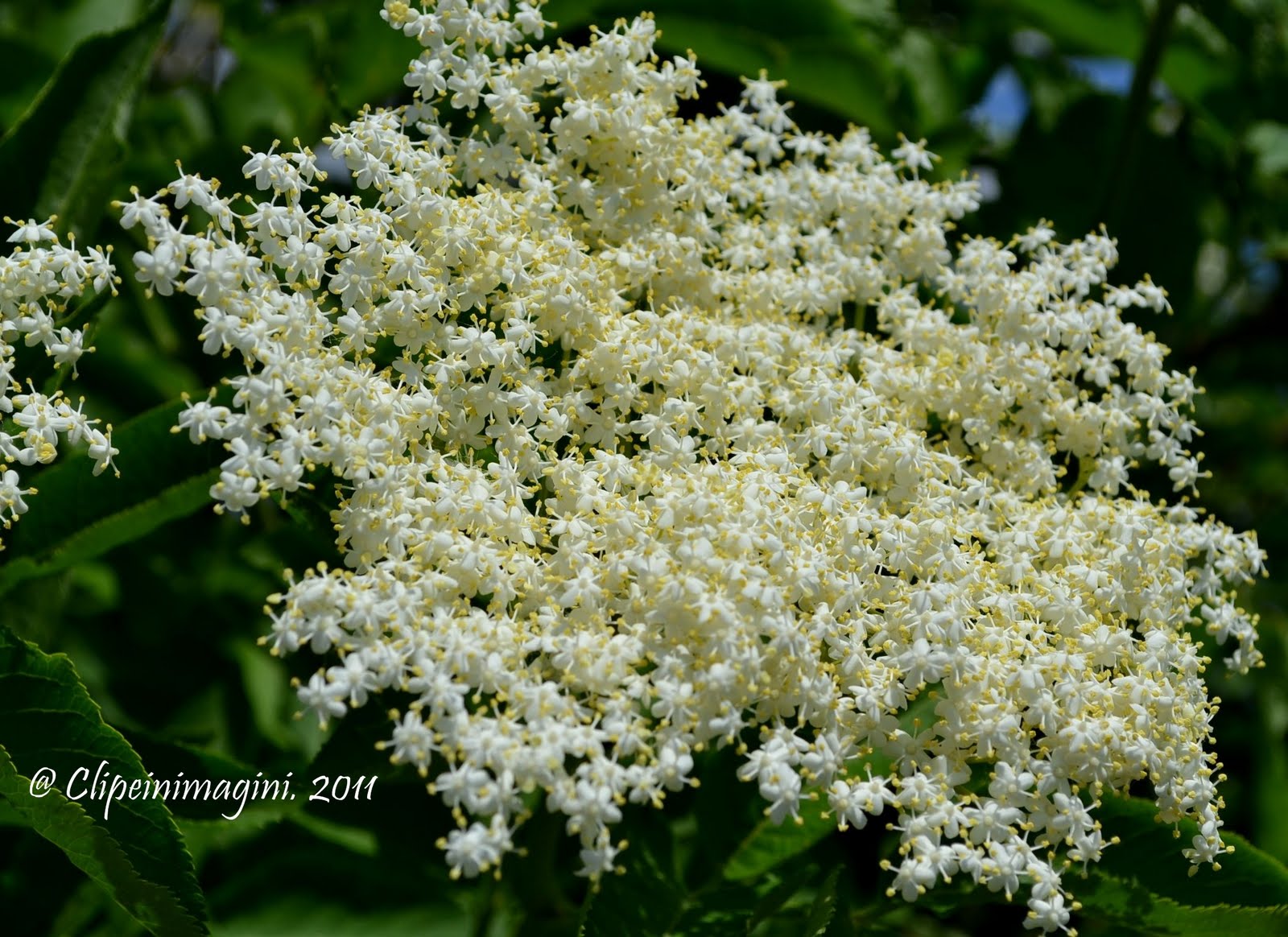 CLIPE IN IMAGINI: Flori de soc