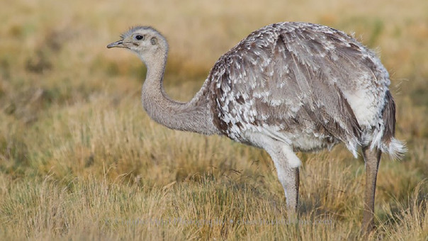 PLAAN : Suri, Ñandú o Avestruz Andino - Pterocnemia pennata/Rhea pennata