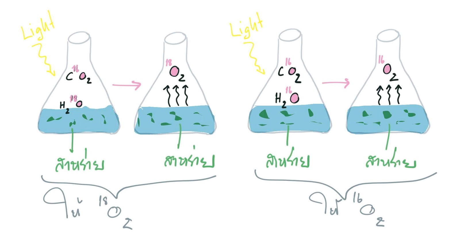 ประวัติการค้นพบสมการ การสังเคราะห์ด้วยแสง - BIOLOGY BY KRU-P'BANK