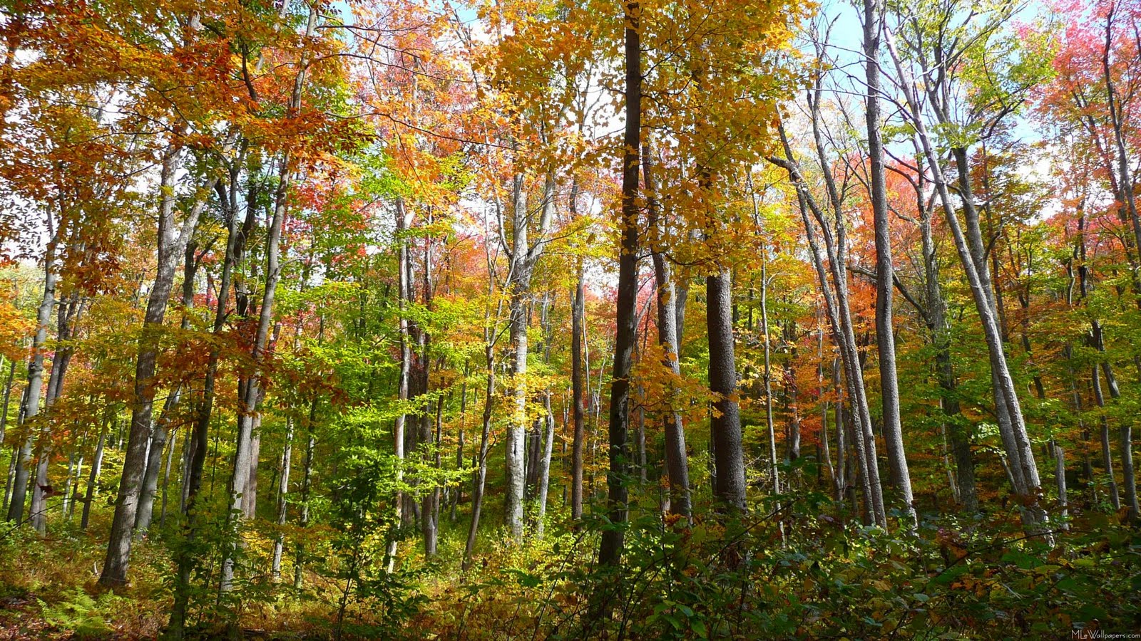Grupo de Lectura: LA LEYENDA DEL CACUY
